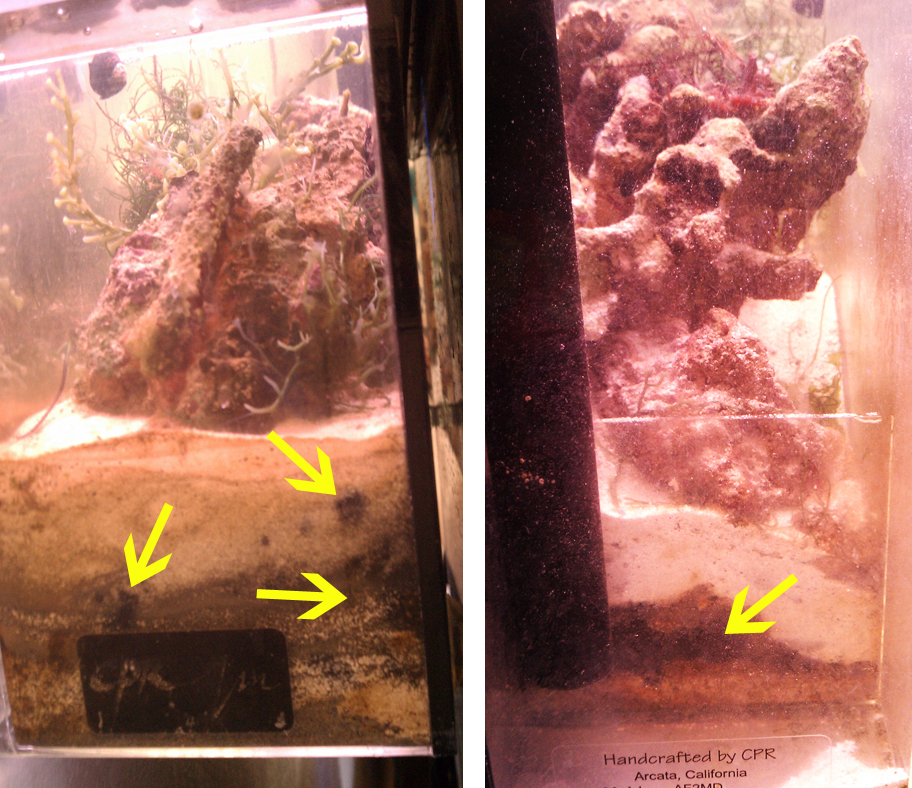 !!-HELP PLS, Leathers & Frogspawn Damage/Stress after move & recycle! - Reef Central Online ...